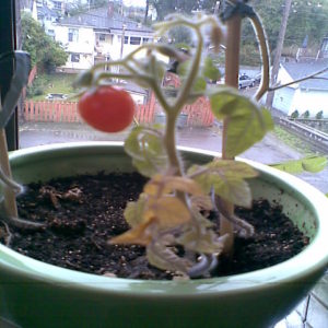 Little Tom Thumb Tomato Plant – Mary's Test Kitchen