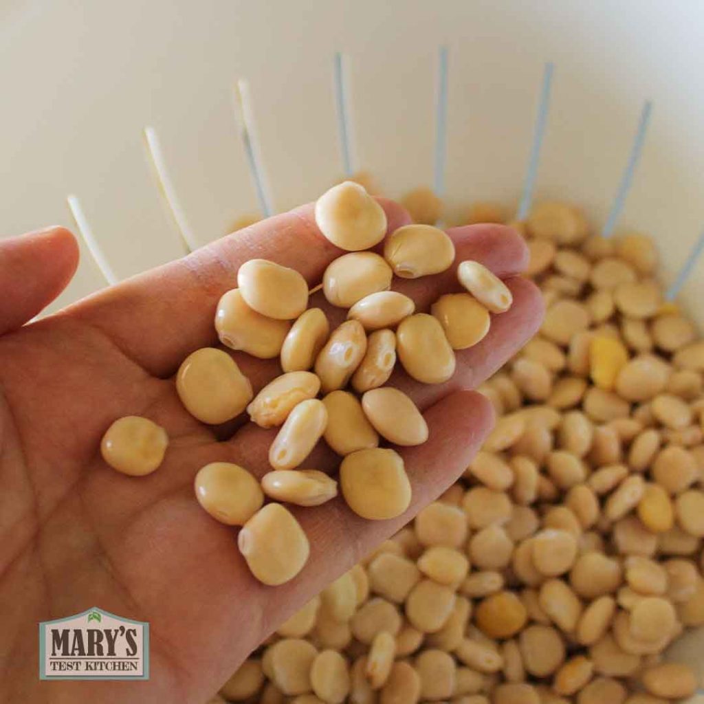 Lupini Beans | How to Cook from Dried Beans – Mary's Test Kitchen